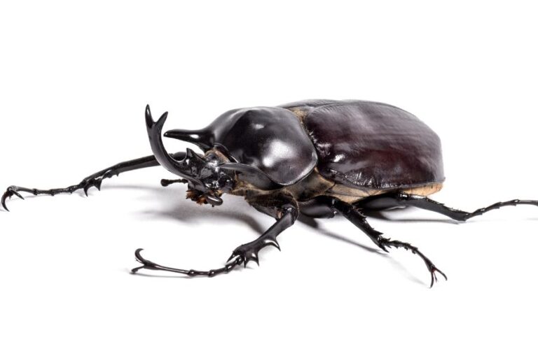 Top 12 Strongest Animals In The World | Misfit Animals