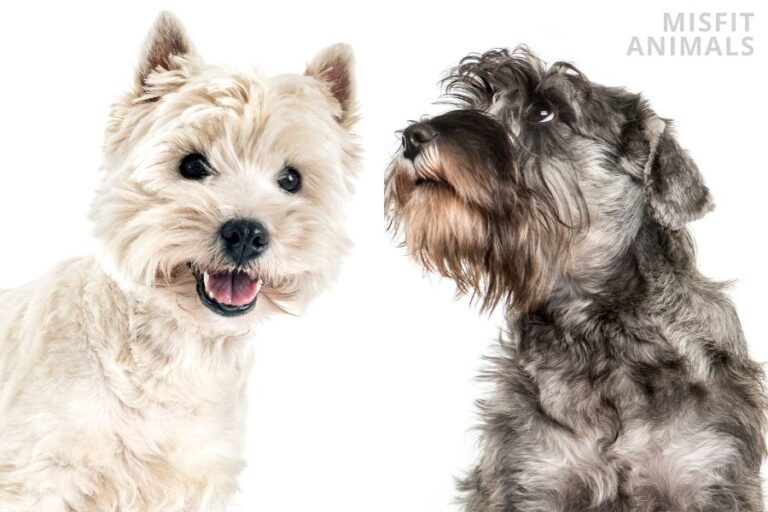 Schnauzer Westie Mix: 3 Reasons Not To Get One