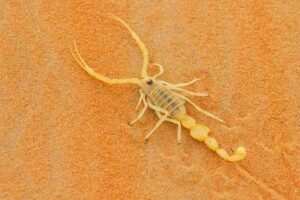 8 Common Desert Insects That Adapted To The Heat