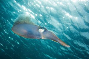 Octopus Vs. Squid (Key Similarities And Differences)