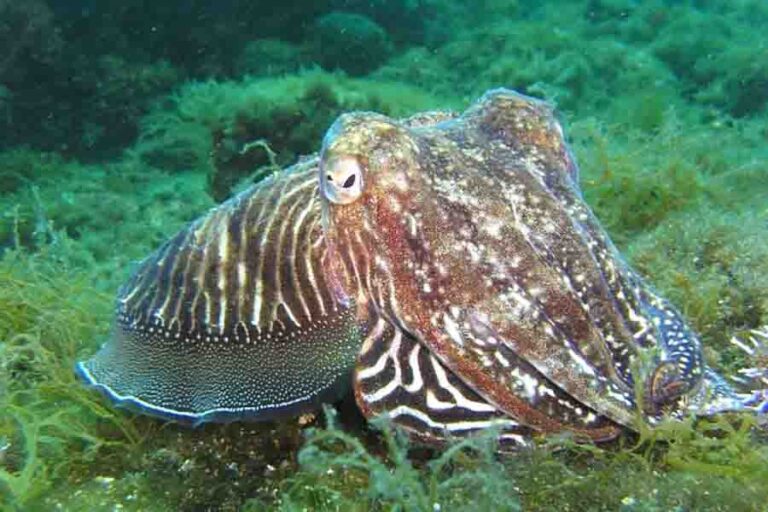 Octopus Vs. Squid (Key Similarities And Differences)