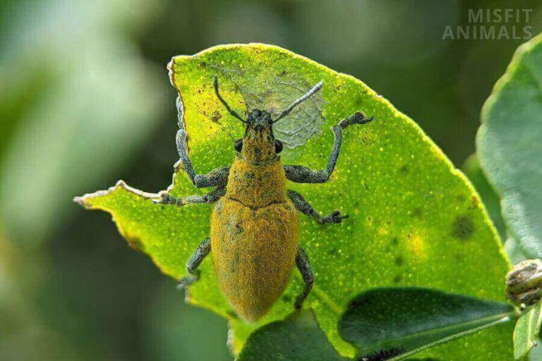 Top 9 Common Aquatic Insects (Facts & Pictures) | Misfit Animals