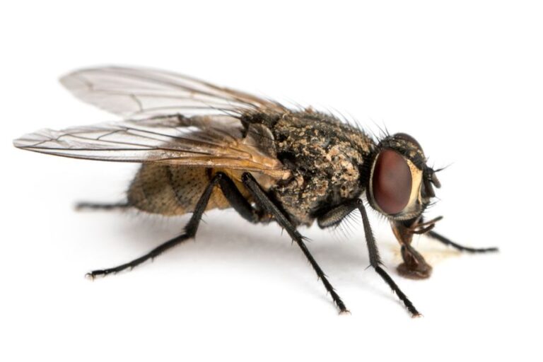 7 Blood-Sucking Bugs That Might Live In Your House