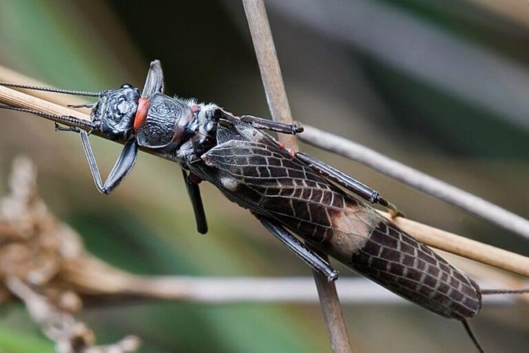 Top 9 Common Aquatic Insects (Facts & Pictures) | Misfit Animals