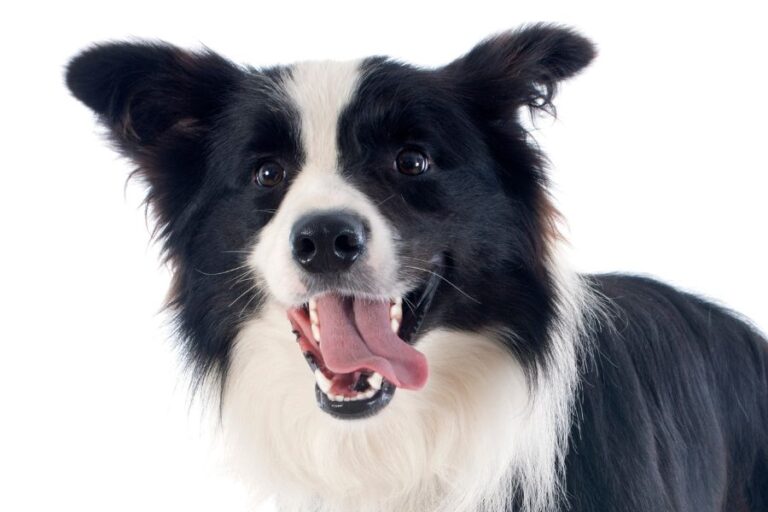 Do Dogs Understand English? How To Teach Your Dog Words