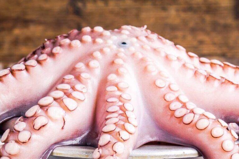 Do Octopuses Have Teeth? What You Need To Know | Misfit Animals