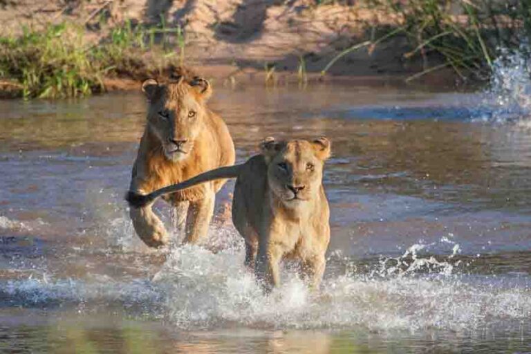 Can Lions Swim & Do They Like Or Hate Water?