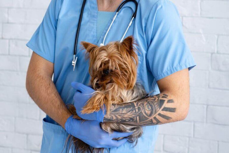 Yorkie Health Issues: 9 Genetic Disorders & 5 Common Health Problems ...