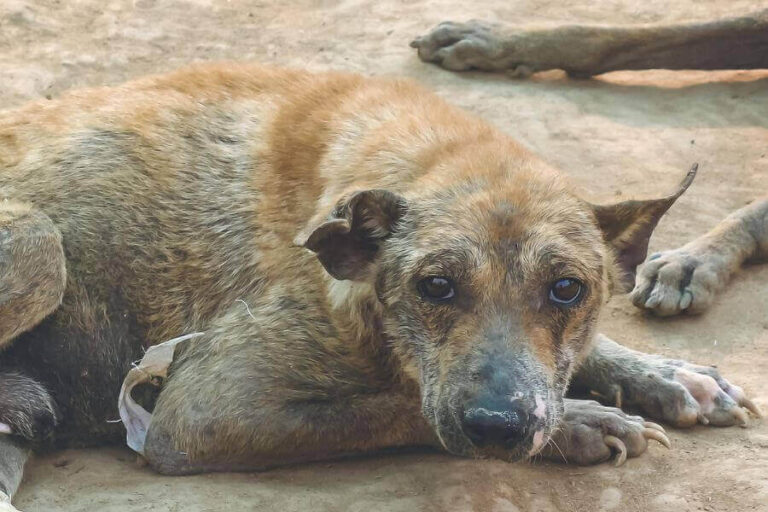 Dry Skin On Dog Ears: 7 Reasons Why It Happens | Misfit Animals