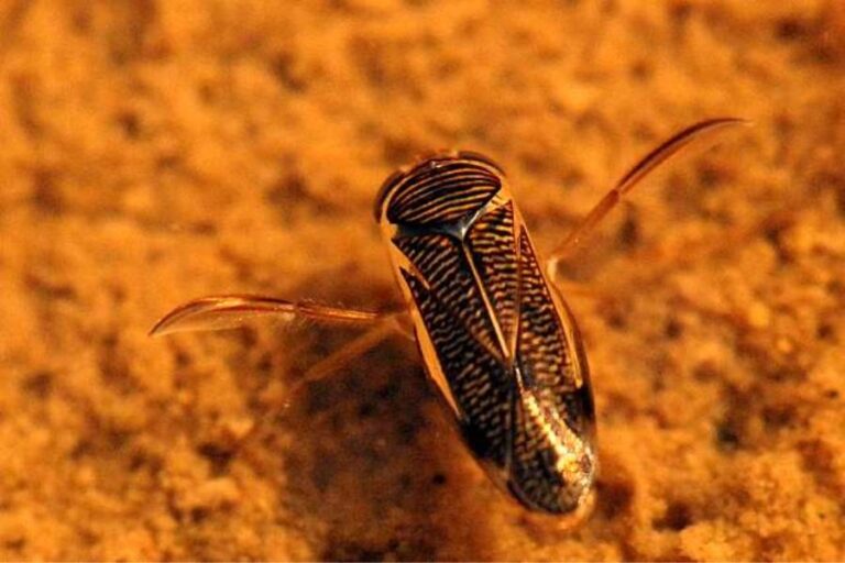Top 9 Common Aquatic Insects (Facts & Pictures) | Misfit Animals