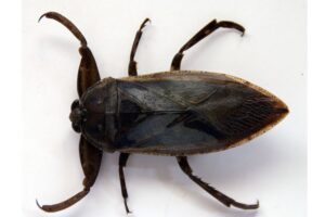 Top 9 Common Aquatic Insects (Facts & Pictures) | Misfit Animals