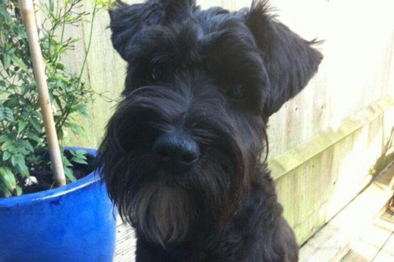 Schnauzer Westie Mix: 3 Reasons Not To Get One