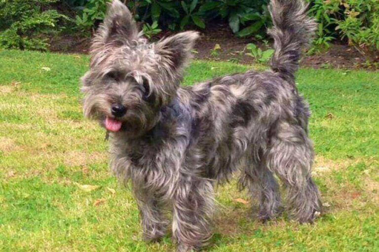 Schnauzer Westie Mix: 3 Reasons Not To Get One