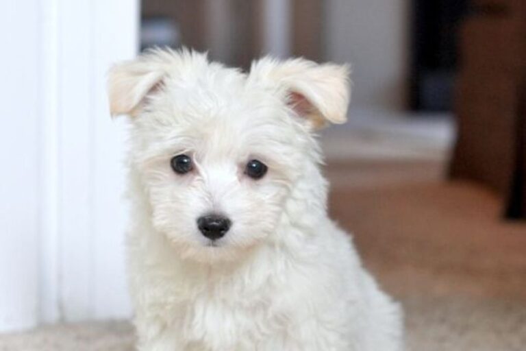 Westie Poodle Mix (Westiepoo): 3 Pros & 3 Cons