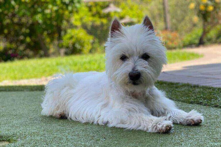 Schnauzer Westie Mix: 3 Reasons Not To Get One