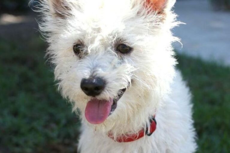 Westie Poodle Mix (Westiepoo): 3 Pros & 3 Cons