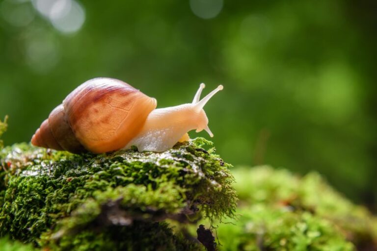 What Eats Algae? (7 Animals That Mainly Eat Algae)