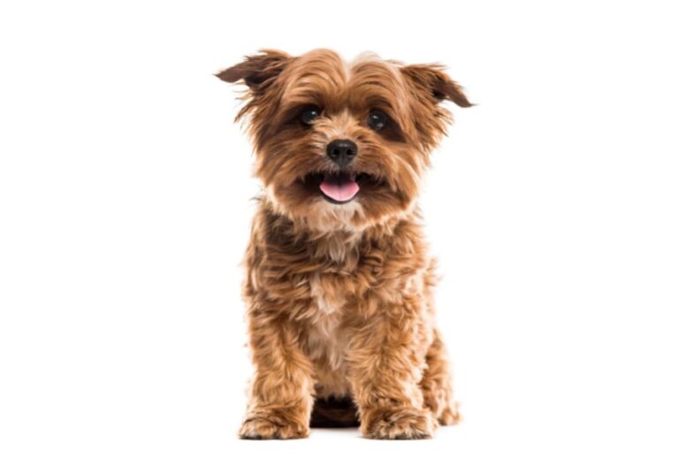 Yorkie Growth Chart: Weight, Height, Developmental Stages & More ...