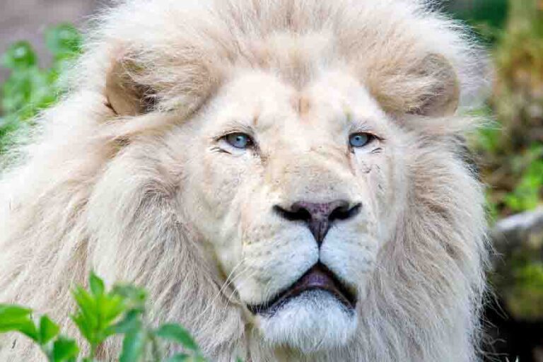 Types Of Lions: The Different Lion Species In The World | Misfit Animals