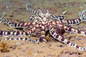 Octopus Reproduction: Why They Die After Mating | Misfit Animals