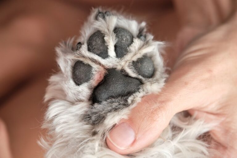 My Dog Has Itchy Paws: 6 Reasons Why It Happens | Misfit Animals