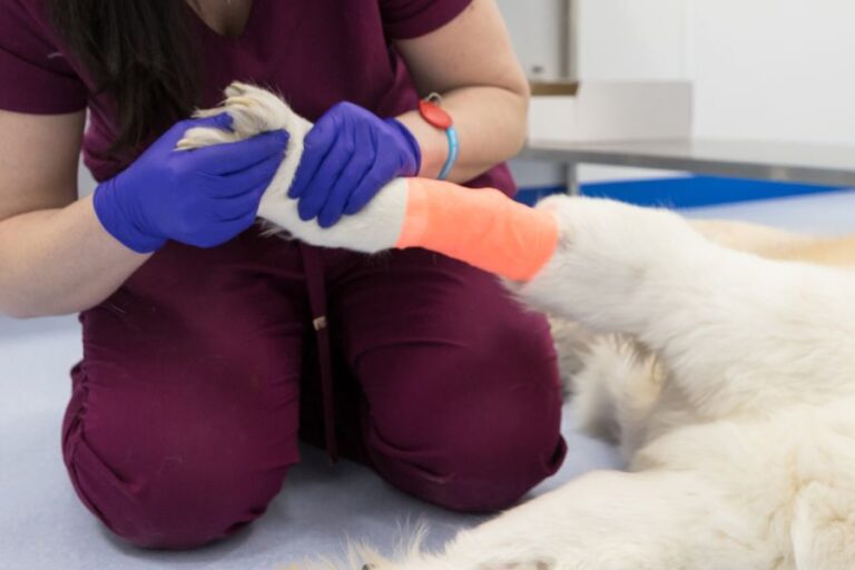 My Dog Has Itchy Paws: 6 Reasons Why It Happens | Misfit Animals