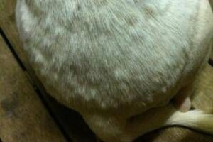 Bump On Dogs’ Back: What They Are & What To Do