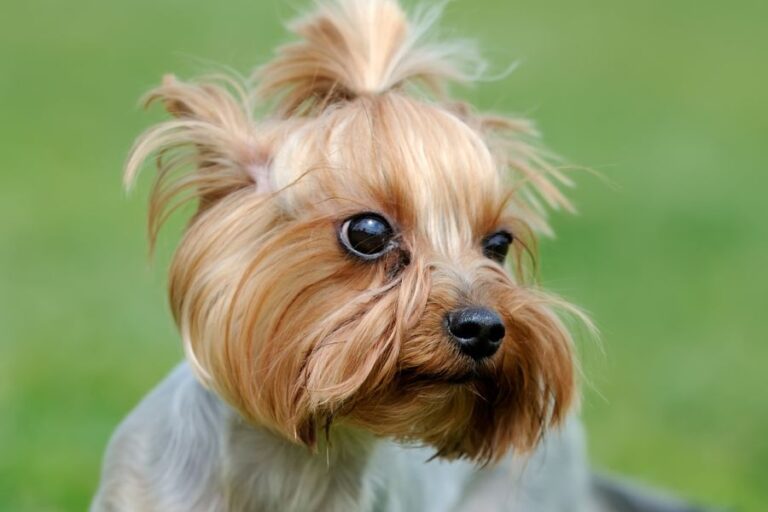 Are Yorkies Smart? – Analyzing 4 Types Of Intellignce In Yorkies ...
