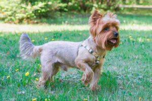 Yorkie Growth Chart: Weight, Height, Developmental Stages & More ...