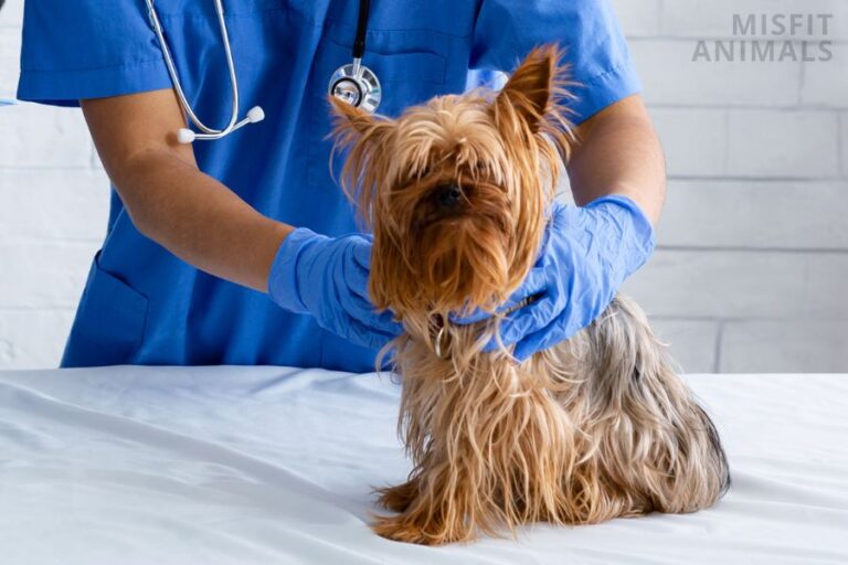 Yorkie Health Issues: 9 Genetic Disorders & 5 Common Health Problems ...