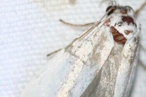 8 Common Desert Insects That Adapted To The Heat