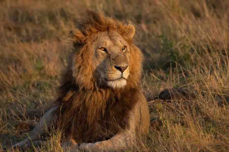 Types Of Lions: The Different Lion Species In The World | Misfit Animals