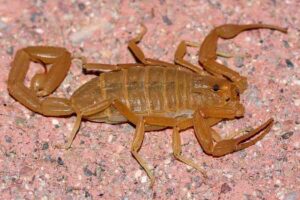 7 Most Poisonous Or Venomous Bugs In The World