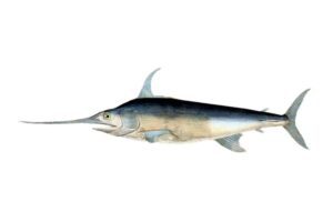 Squid Predators: Whales, Sharks, Sea Birds & More | Misfit Animals