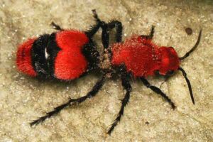 7 Most Poisonous Or Venomous Bugs In The World