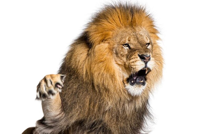 Lions Adaptation: Physical & Behavioral Adaptations To Their ...